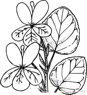 fiołki - Kolorowanki do druku